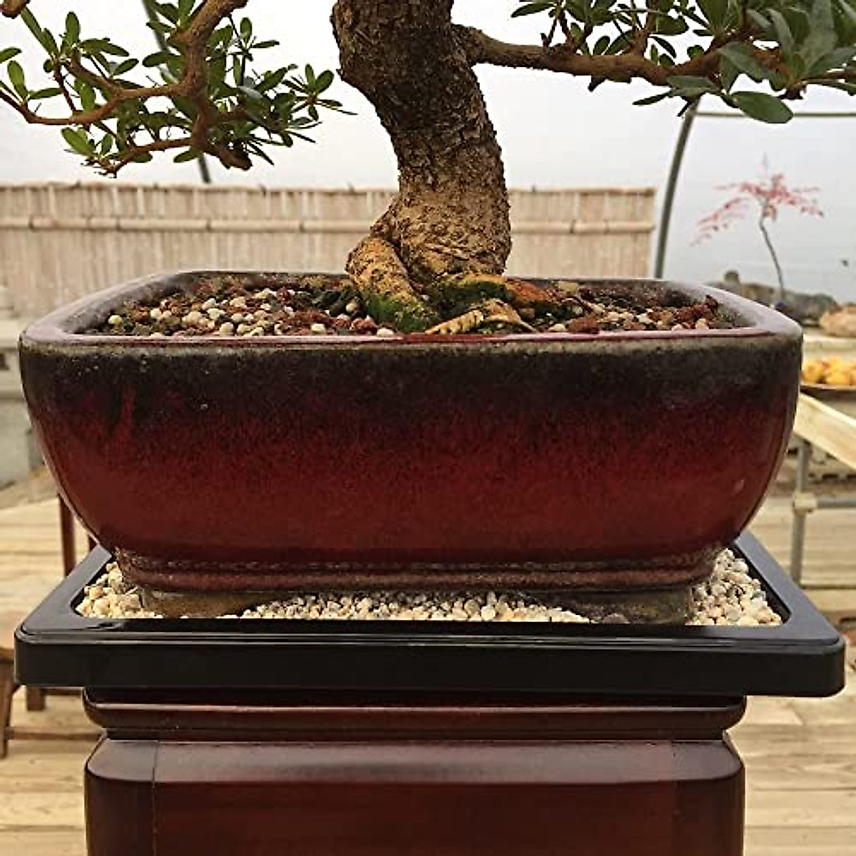 Tinyroots Bonsai Humidity Tray, 9-Inch Drip Tray, Maintains Moisture for Plants and Helps Protect Furniture, Bonsai Tray for Cactus, Succulents, Bonsai, and Houseplants