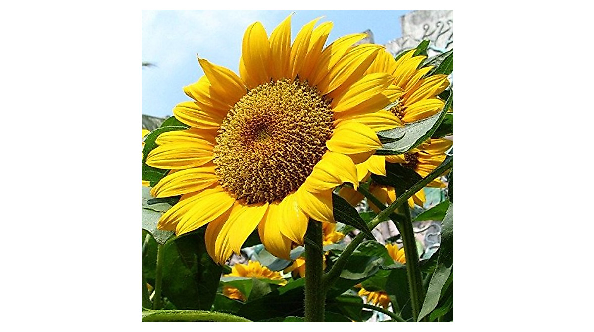 Mammoth Grey Stripe Sunflower Seeds - Heirloom, Giant Blooms