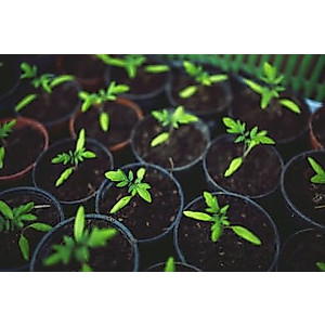 HomeGrownWorms - 250+ (1/4LB) Live Red Wiggler Composting Worms - Live Delivery - Vermicomposting Garden Red Wrigglers - Eisenia Fetida - Wiggle Worm Farm