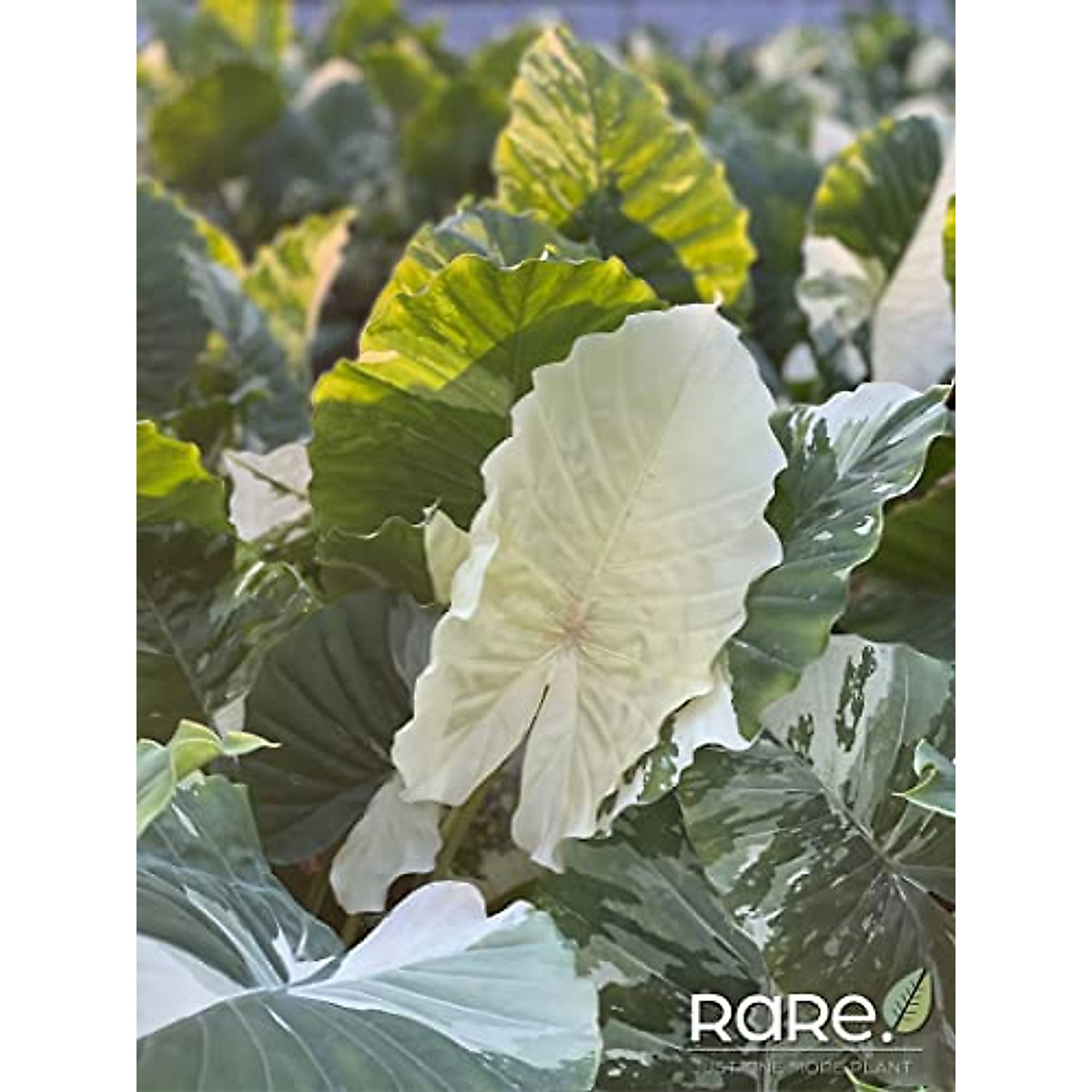 Nature's Way Farms Alocasia 'Dawn' Variegated (25-30" Tall) - Rare Live Indoor Plant, Unique Foliage