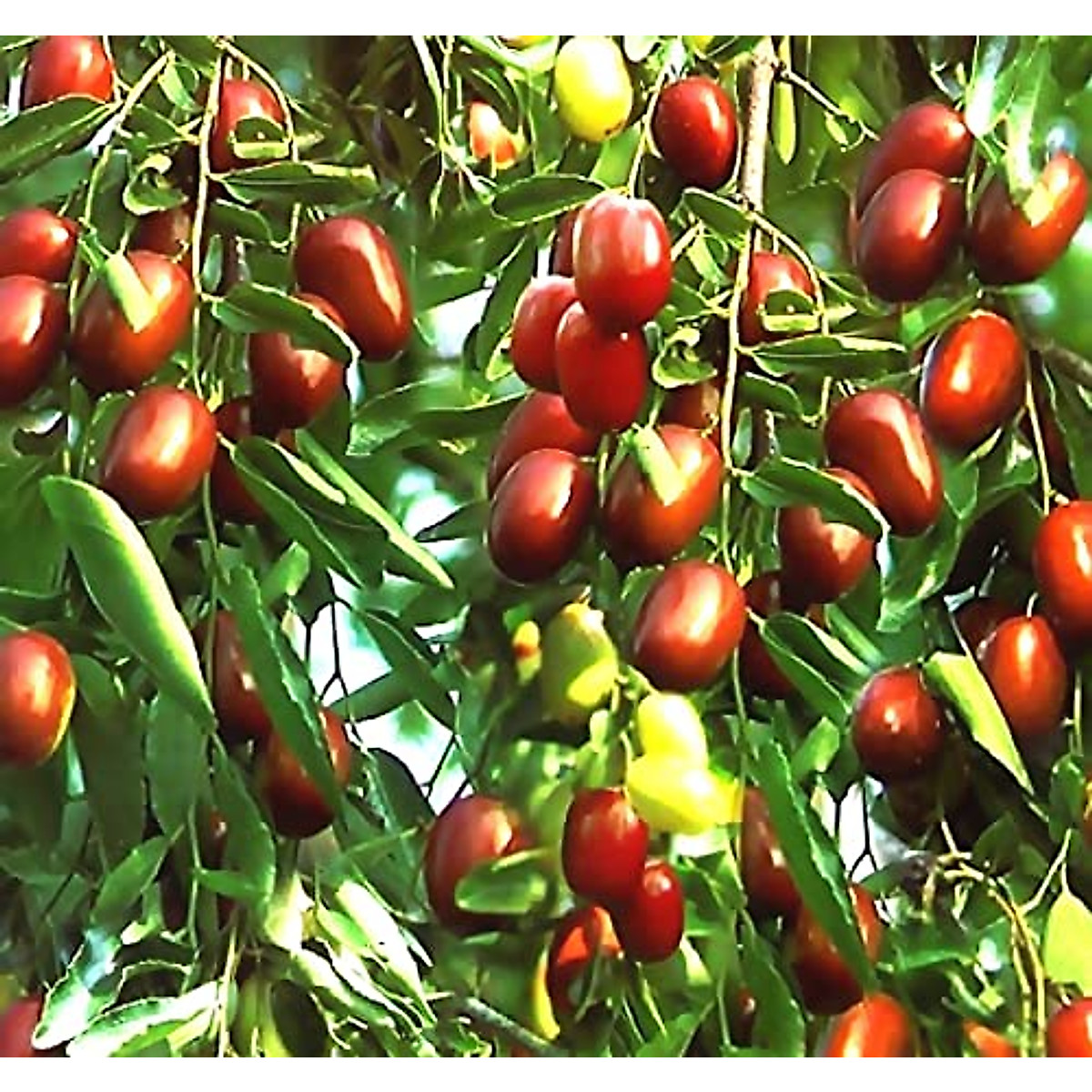 MySeeds.Co - BIG PACK Seeds Big Pack Survival Flower Fruit Garden Seeds, Exotic Rare Non-GMO and Heirloom Variety Limited Quantity, You Choose The Color (Jujube)