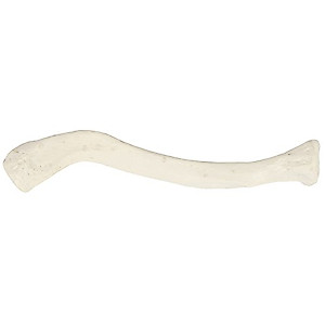 Axis Scientific Clavicle Bone Model | Right | Cast from Real Human Clavicle Bone l Human Collarbone Model Has Realistic Texture and Important Bony Landmarks | Includes Product Manual