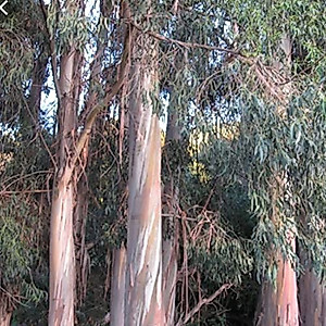 CHUXAY GARDEN Eucalyptus Globulus-Southern Blue Gum 25 Seeds Evergreen Tree Endemic Privacy Screen Road Edge Plants Easily Grow