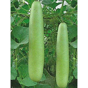 20+ Long Bottle Gourd Seeds Edible Asian Indian Opo Squash Dudi Calabash Long Melon