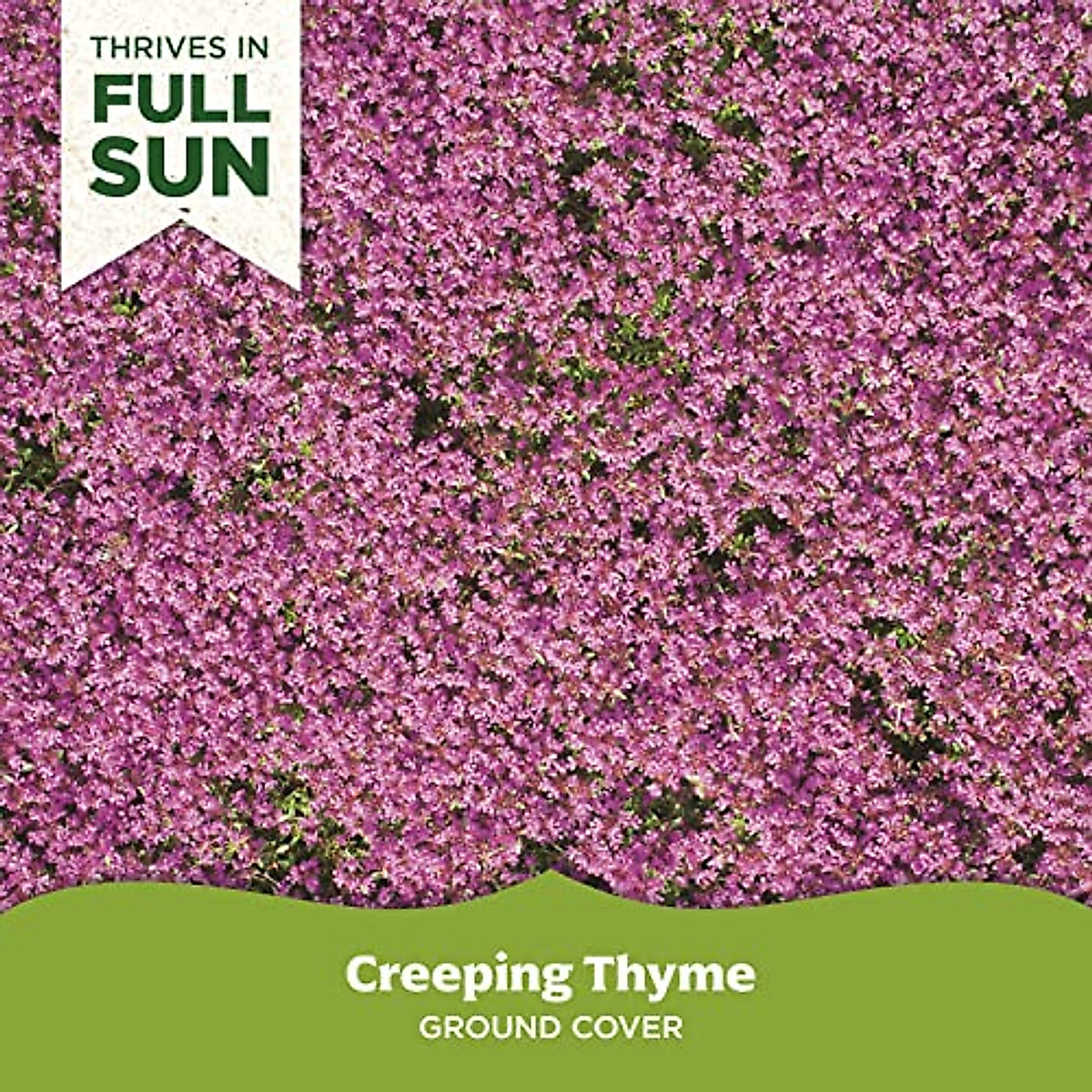 BloomingBulb Seed Mat - Easy to Plant and Grow Garden Seeds - Creates Fragrant, Vibrant Flower Garden – Customizable Flower Beds- Creeping Thyme Ground Cover