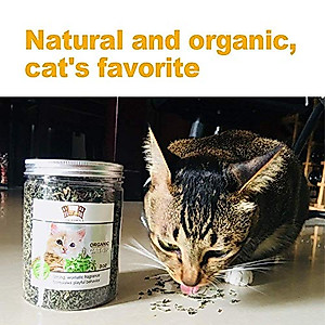 MR-BABULA Premium Natural Catnip, Selected Fresh Catnip Leaves & Bud (3OZ)