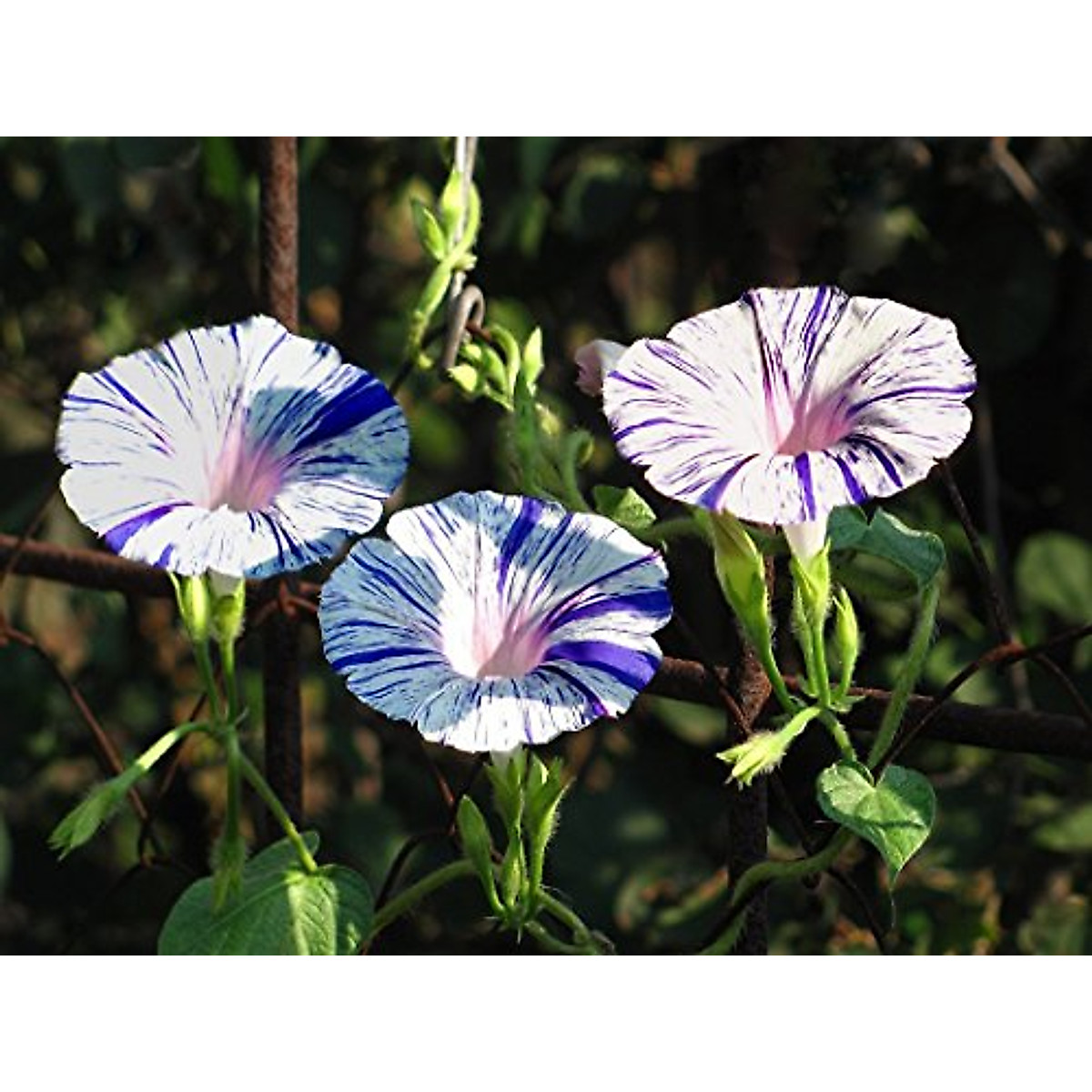 RAISE ME UP: Seeds Morning Glory Harlequin Mix Annual Flowers