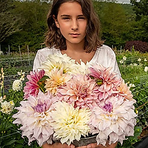 Dahlia Bulbs (Dinnerplate) - Celestial Mix - 9 Bulbs - Mixed Flower Bulbs, Tuber Attracts Bees, Attracts Butterflies, Attracts Pollinators, Easy to Grow & Maintain, Fast Growing, Cut Flower Garden