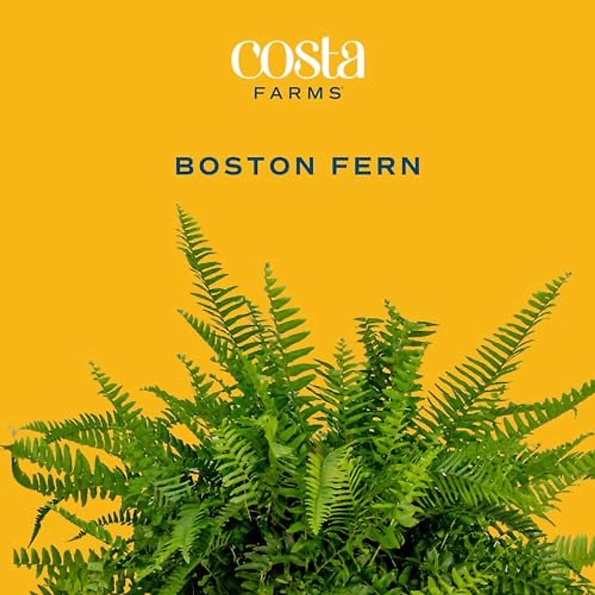 Costa Farms Boston Fern Live Plant, Outdoors or Indoor Houseplant in Hanging Basket Planter, Ferns Soil Mix, Real Plants Gift, Housewarming, Patio, Balcony, Front Porch Decor, 1-2 Feet Tall and Wide