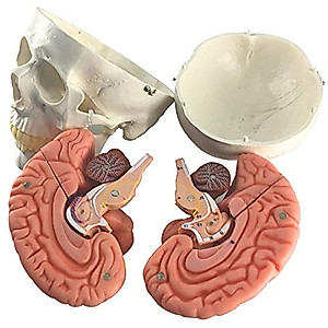 Human Skull and Brain Model, 11 Parts, Life Size, Anatomical Human Head Model W/Brain, Human Skull, for Medical Teaching Learning, Medical Students and Kids Education Display Tool