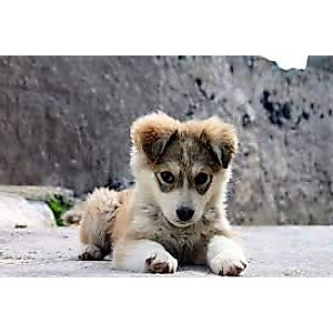 Immune Support Vitamins - Dogs Immune Support - Burdock Root Extract Organic - Burdock Root for Dogs - Immune Dog Pills, Immune Support for Dogs probiotic, Immune Support Supplement 2 Bot (120 Chews