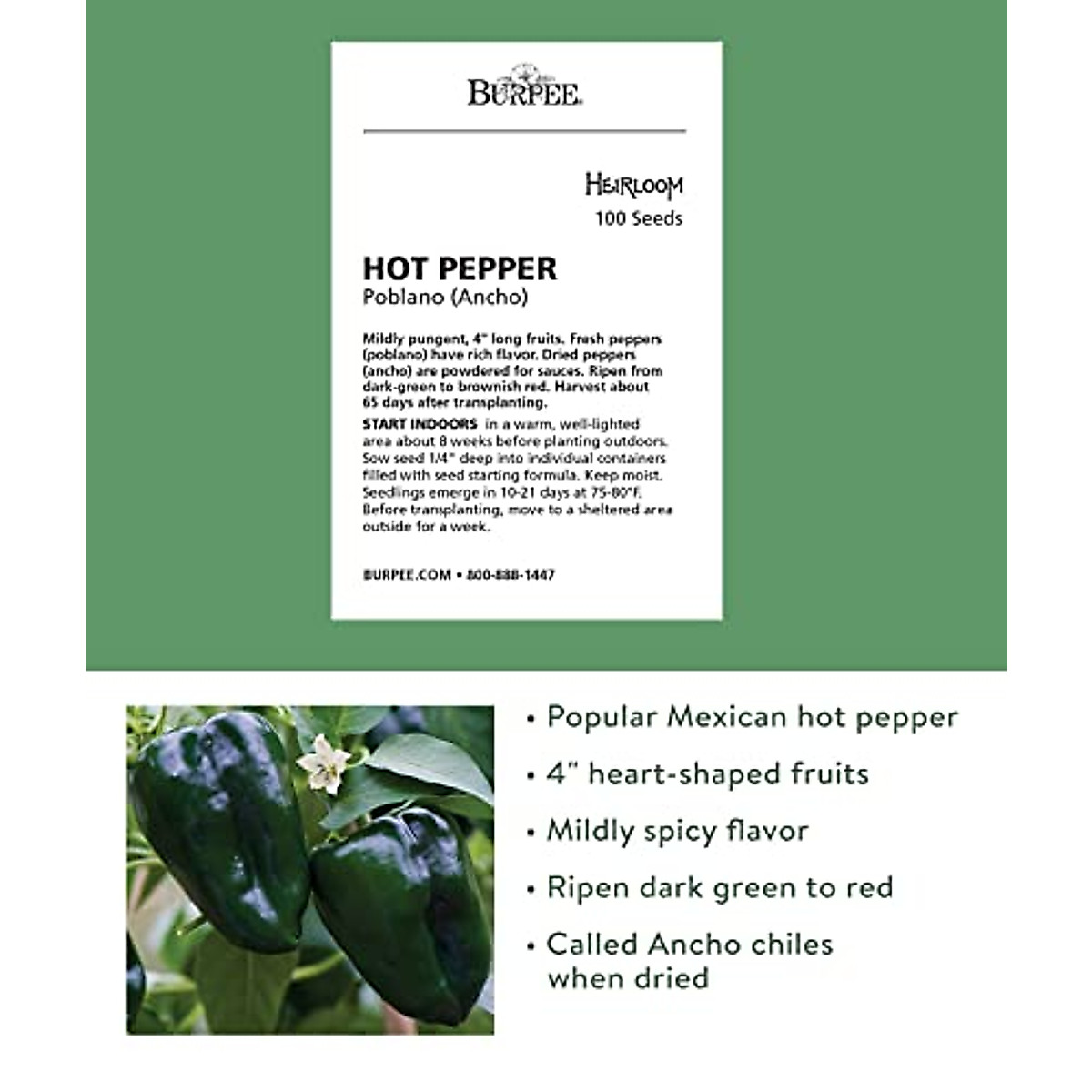 Burpee Poblano' (Ancho) 4" Heart-Shaped Dark Green to Red Peppers, 100 Seeds