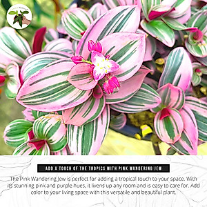 California Tropicals Pink Tradescantia - Rare Nanouk - Live Houseplant Potted in Soil with Rooted Leaves - Easy Care Indoor Outdoor Plant, Mini Tiny Tropical Plant Garden, 6 inch Pot