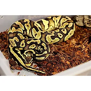 Compressed Coconut Husk Chips 9lbs - Expandable Substrate Block, Coco Coir Fiber Mulch, Reptile Bedding, Potting Soil Mix for Indoor & Outdoor Applications.