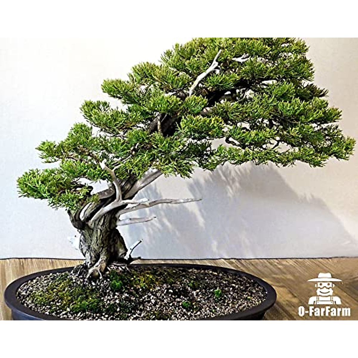 O-FarFarm Bonsai Soil Mix Ready to Use 2 Quart, Fast Draining All Purpose Potting Soil for Bonsai Tree, Ideal for Root Development, Made from Akadama, Lava Rock, Pumice and Pine Barks