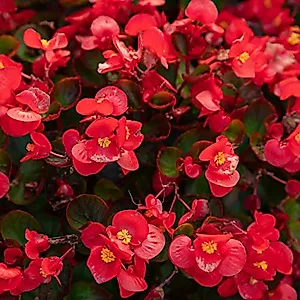 Outsidepride Wax Begonia Semperflorens Red Garden Flower or House Plant Seed - 5000 Seeds
