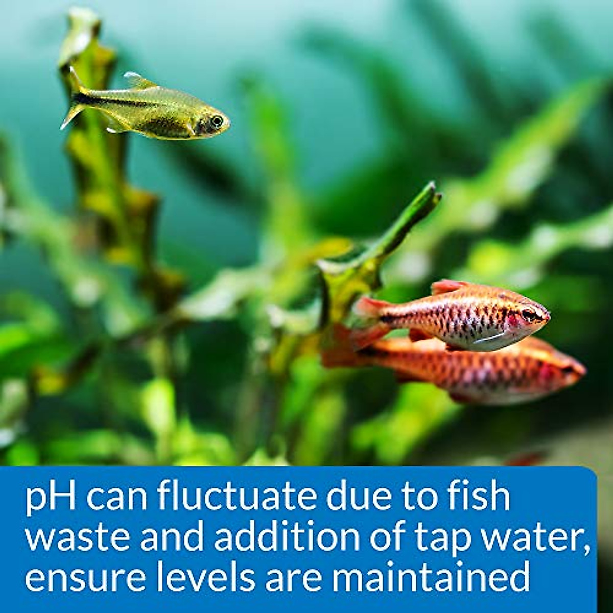 API PH TEST KIT 250-Test Freshwater Aquarium Water pH Test Kit, 4 Piece Set
