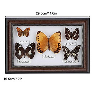 Specimen Craft Frame Real Butterfly Specimen Frame, 5 Real Butterflies Specimen Frame for Decor Ornament and Educational Demonstration Prop Gift Birthday, Butterfly Specimen Collection (Black frame)