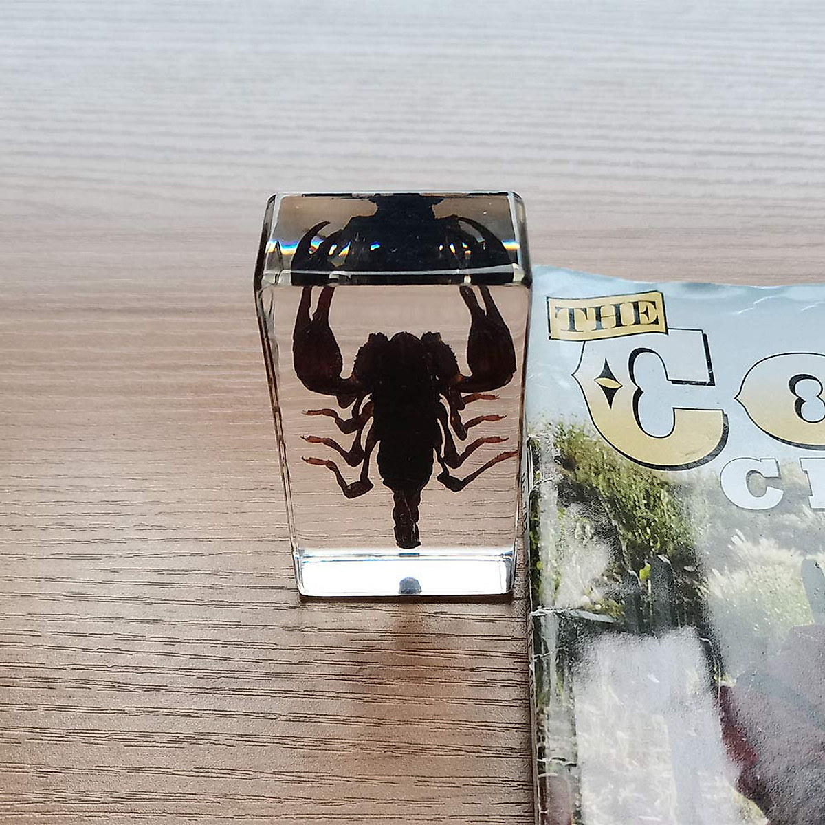 Real Giant Forest Scorpion Insect Specimens In Resin Paperweight Crafts, Animal Taxidermy Collection for Science Education & Desk Ornament (Giant Forest Scorpion)