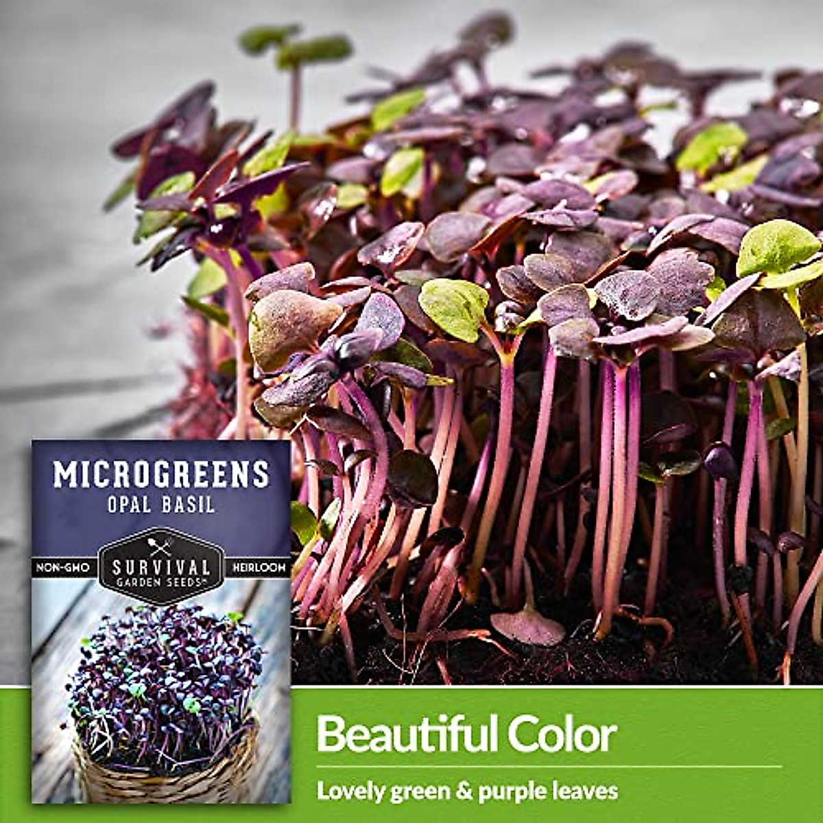 Survival Garden Seeds Opal Basil Microgreens for Sprouting and Growing - Seed to Sprout Green Leafy Micro Vegetable Plants Indoors - Grow Your Own Mini Windowsill Garden - Non-GMO Heirloom Variety