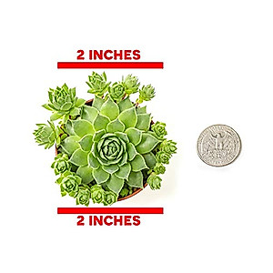 Sempervivum Succulents Plants Live Indoor Plants (3PK), Sempervivum Plants Live Houseplants, Hen and Chicks Live Plants Indoor House Plants, Rosette Succulent Plants in Plant Pots by Plants for Pets