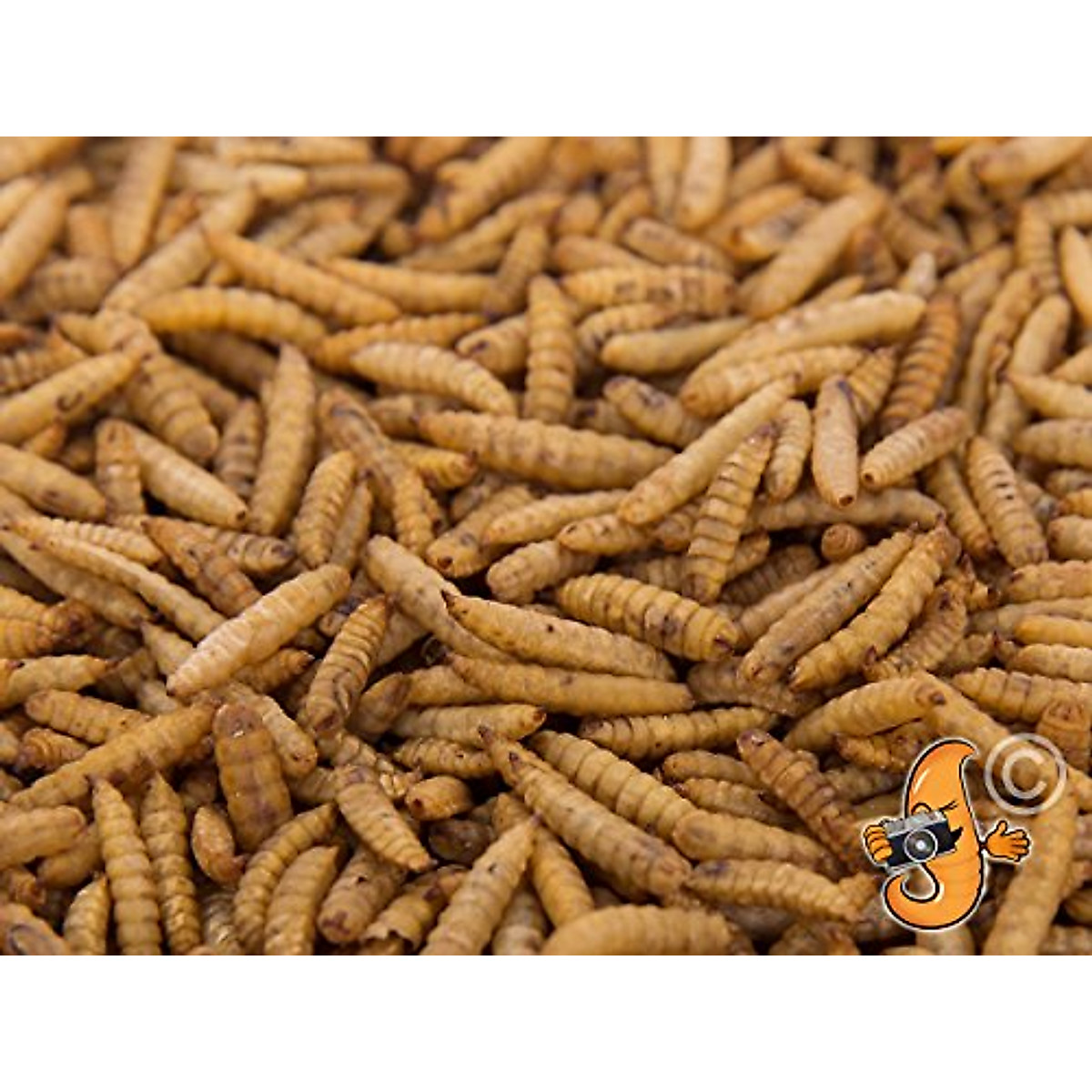 Chubby Mealworms 2lb Dried Black Soldier Fly Larvae (High in Calcium & Protein) for Wild Birds, Chickens, Sugar Gliders, Hedgehogs, Reptiles etc.