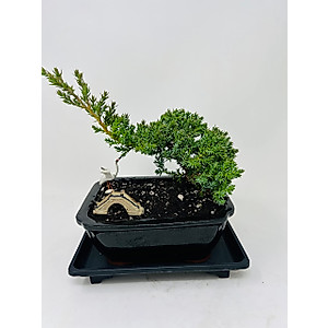 Juniper Bonsai Tree with Indented Corners Vase Includes Figurines and Tray