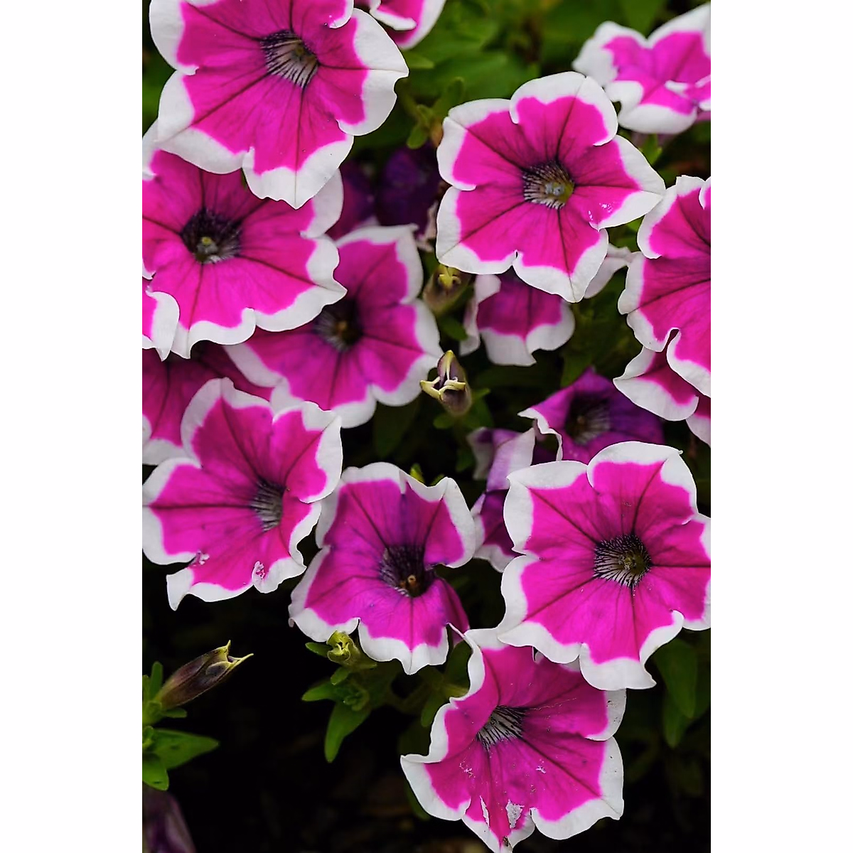 300+ Mixed Morning Glory Seeds for Planting, Wonderful Climbing Heirloom Vine, Beautiful Perennial Flowers, Non - GMO Seeds, Easy to Plant