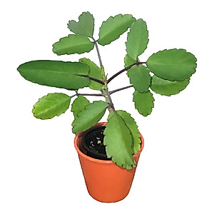 Kalanchoe pinnata Miracle Leaf ‘Magic Bells’ Live Plant