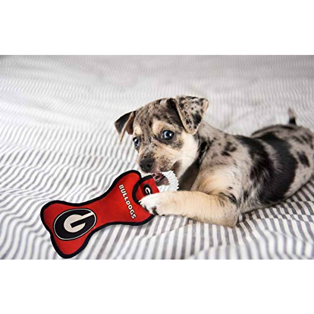 Pets First NCAA Georgia Bulldogs College Dental Tough Dog TUG Bone Toy with Built-in Squeaker Attached to a Safe Rubber Teething Toothbrush PET Toy, Team Color, 14 x 5 (GA-3310)