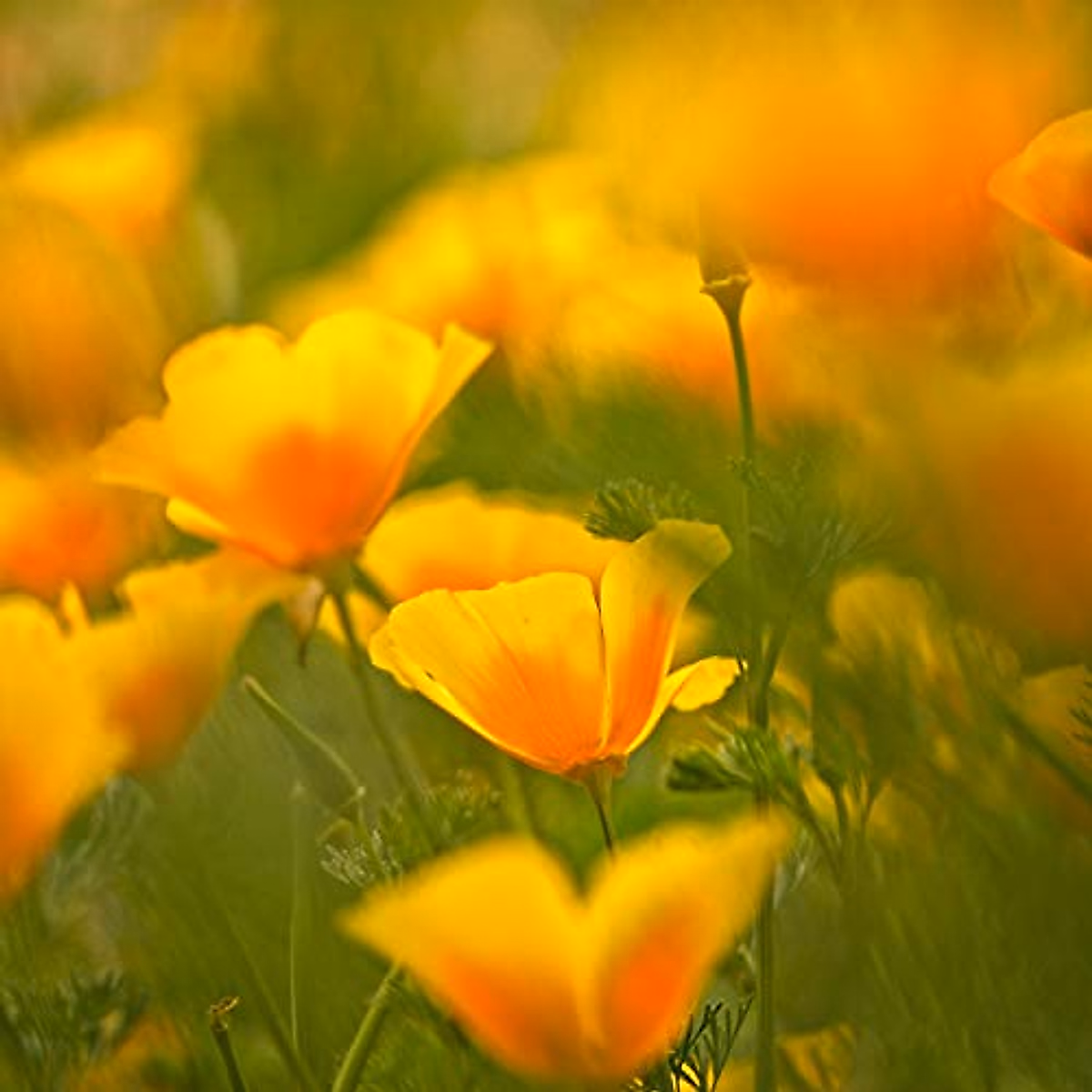 Outsidepride Eschscholzia Californica California Poppy Native Garden Wild Flower Seed - 5000 Seeds
