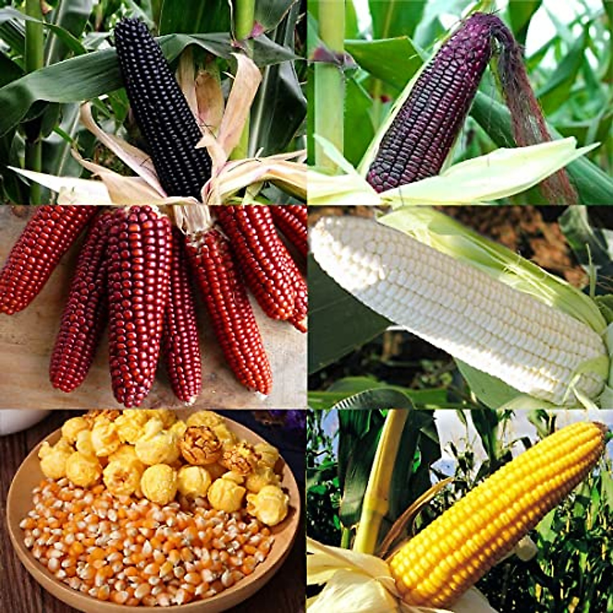 150+6Mix Corn Seeds for Planting Vegetables and Fruits,Glass Gem Corn Seeds ,Heirloom Seeds Non GMO Organic Garden Seeds