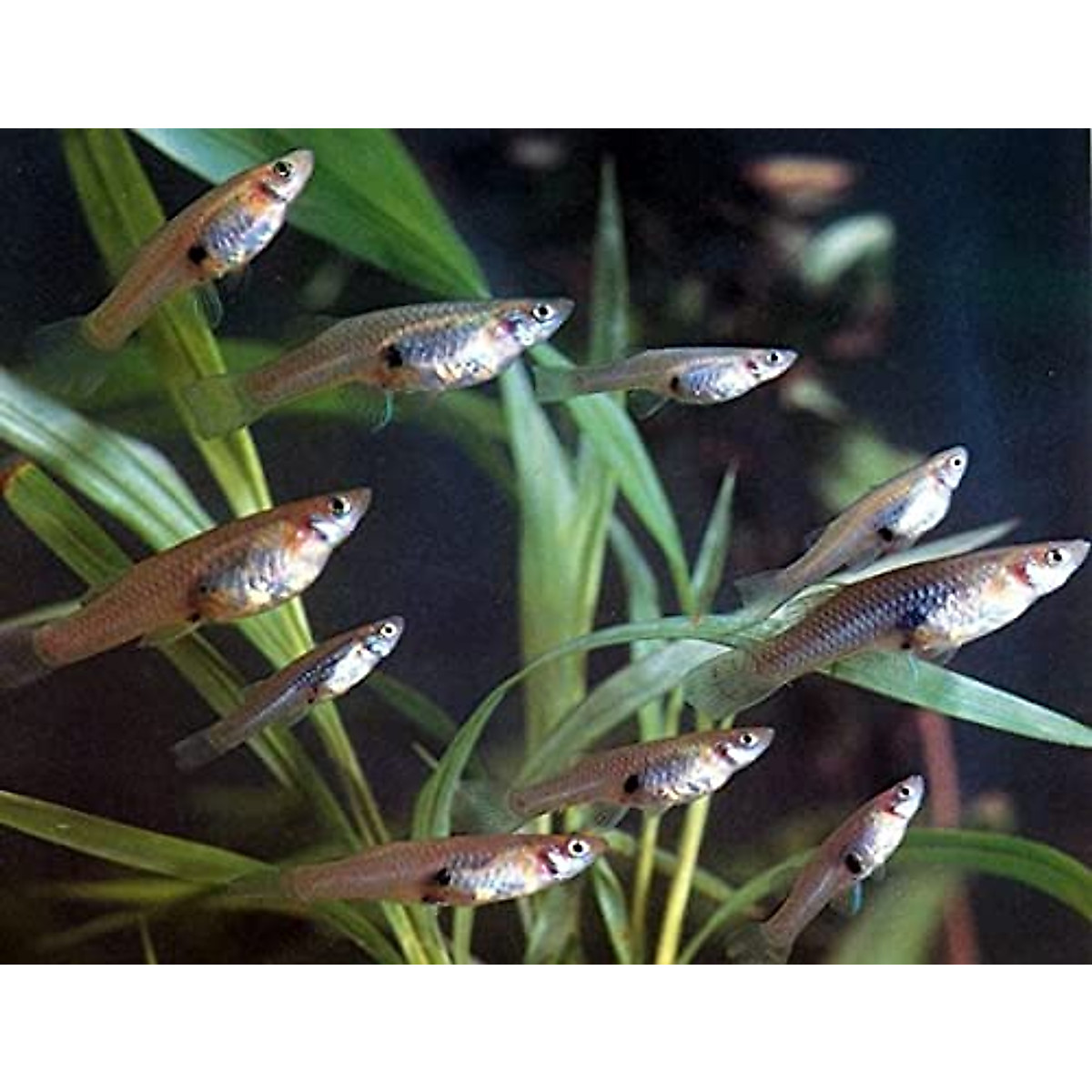 Live Mosquitofish Trumpet Snails Freshwater Aquarium Pond Crayfish Craydad Feeders Fish Food Combo Value Pack