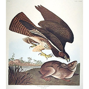 Common Buzzard. From"The Birds of America" (Amsterdam Edition)