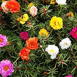 GARDENS 15000Pcs Mix Moss Rose Seeds Colorful Flowers Tropical Ground Cover Plant Seeds Planting Outside