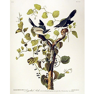 Loggerhead Shrike. From"The Birds of America" (Amsterdam Edition)