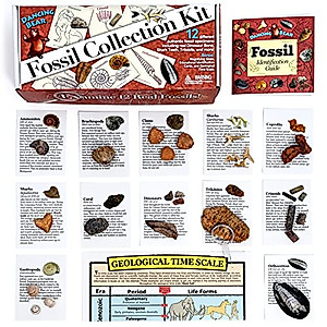 DANCING BEAR FOSSIL COLLECTION Kit (12 Different Types of Specimens): Trilobite, Dinosaur Bone, Shark teeth, Coprolite (fossilized Turtle Poop) Fossil ID Book, Magnifying Glass, STEM Science Set, Made in the USA