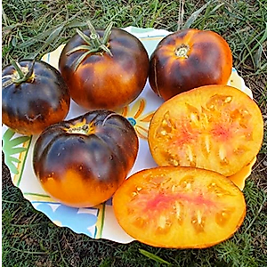 CHUXAY GARDEN Lucid Gem Tomato Seed 10 Seeds Blood Fruit Small Shrub Edible Cook Fruit Great Vegetable Gardening Gifts