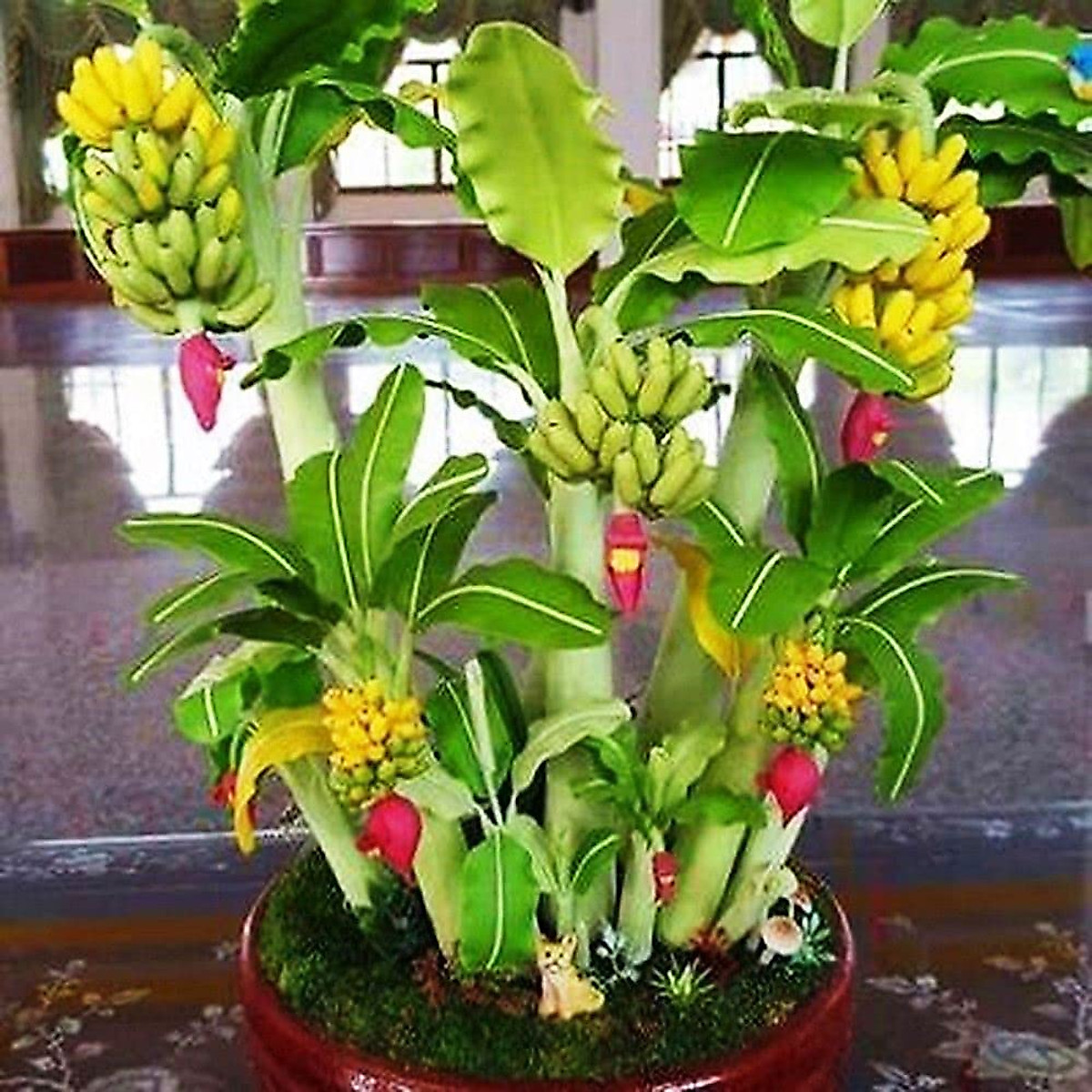 Seeds4planting - Seeds Ornamental Banana Exotic Tree Indoor Dwarf Perennial Flowers Non GMO
