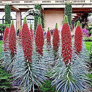 20 Tower of Jewels (Echium Wildpretii) Red Hummingbird Flower Plant Garden Seeds