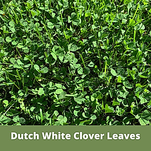 Flawn Seed Dutch White Clover Seed, Low Maintenance, Eco/Pollinator Friendly Flowering Lawn, Kid, Pet, Grass Alternative, Easy Open Compostable Pouch, Easy Spread Up to 500 SqFt