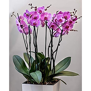 Orchid Soil Premium All Purpose Blend | Large 2.2 Quarts | Ready to Use for Orchids, Bromeliads, Epiphytic Plants | Lava, Calcined Clay and Pinebark | Made in USA