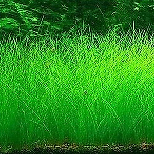 Aquarium Grass Plant Seeds, West Coast Easy Aquatic Live Plant, for Garden Lawn Fish Tank Aquarium Decor