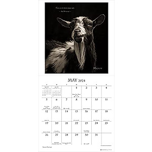 I Am Goat 2024 Wall Calendar: Animal Portrait Photography by Kevin Horan and Wisdom From Nature's Philosophers | 12" x 24" Open | Amber Lotus Publishing