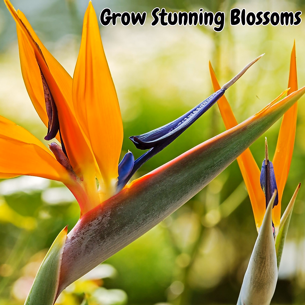 Bird of Paradise Potting Soil Mix (8 Quarts), All Natural Mix for Indoor/Outdoor Container Tropical Plants