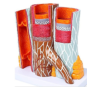 Removerable Teaching Model Human Blood Vessels Model 14 X Enlarged Anatomy Model Arteriovenous Cardiovascular Model Medical Teaching Anatomy