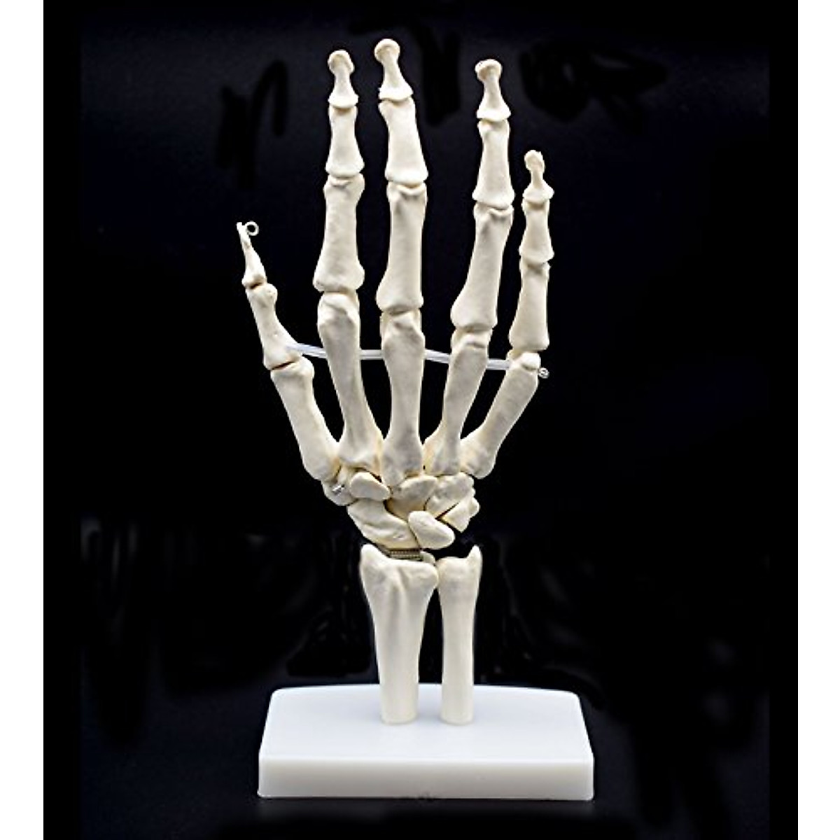 Human Hand Skeleton Model on Base, Hand Bone,Life Size, Articulated