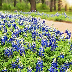 Texas Bluebonnet Seeds - 1 Pound - Blue Flower Seeds, Heirloom Seed Attracts Bees, Attracts Butterflies, Attracts Hummingbirds, Attracts Pollinators, Easy to Grow & Maintain, Fragrant, Container