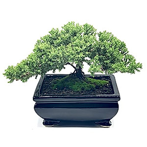 Live Dwarf Juniper Bonsai Tree | Indoor/Outdoor | 100% Handcrafted| Home and Office Décor | Best Gift for Holiday (L)