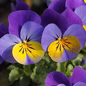 Johnny Jump Up Seeds Viola Tricolor Easy to Care Attracts Pollinators Patio Beds Borders Containers Outdoor 20Pcs Flower Seeds by YEGAOL Garden
